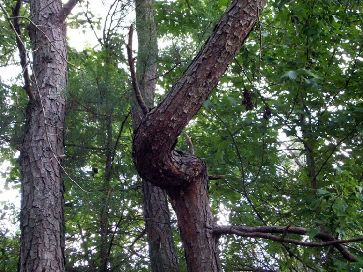 Curly pine anyone ? - Woodworking Archives - The Patriot Woodworker