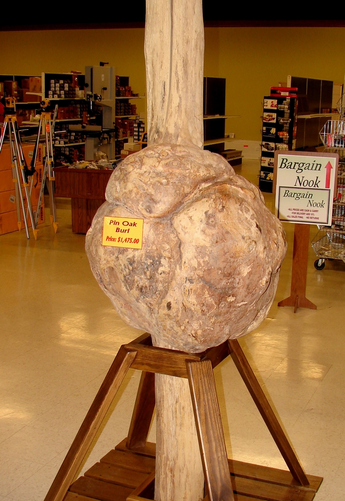 Biggest burl ever - General Woodworking - The Patriot Woodworker