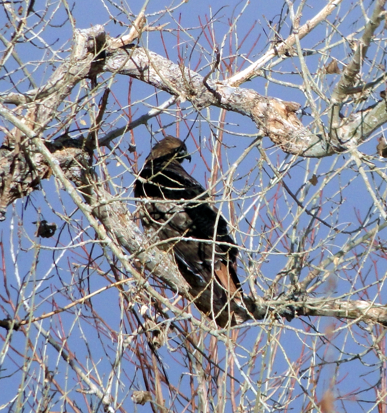 Big Hawk - Free for All - The Patriot Woodworker