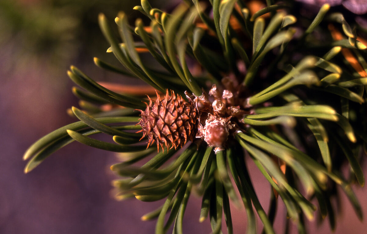 Lodgepole Pine - The Softwoods (Conifers) - The Patriot Woodworker